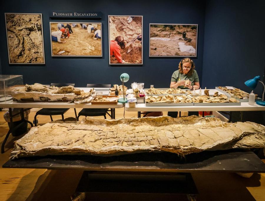 Mayborn Fellow Introduces New Method for Fossil Conservation and ...